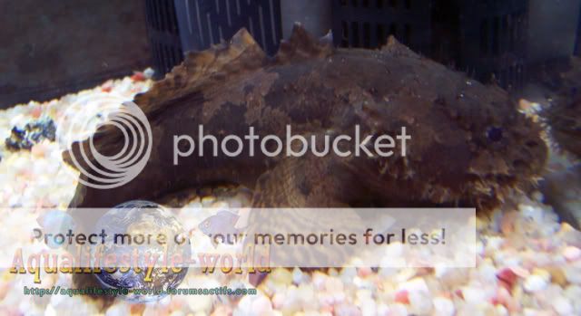 Gymnothorax tile - "Freshwater" Moray Eel/Gold Dust moray - Page 2 ...