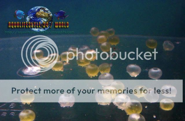 Gymnothorax tile - "Freshwater" Moray Eel/Gold Dust moray - Page 2 ...